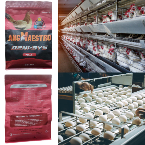 1KILO PER PACK PAMPADAMI NG ITLOG NG INAHING MANOK ANG MAESTRO GENI-SYS ...