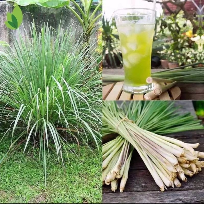 Lemongrass Tanglad Seeds for planting Garden | Shopee Philippines