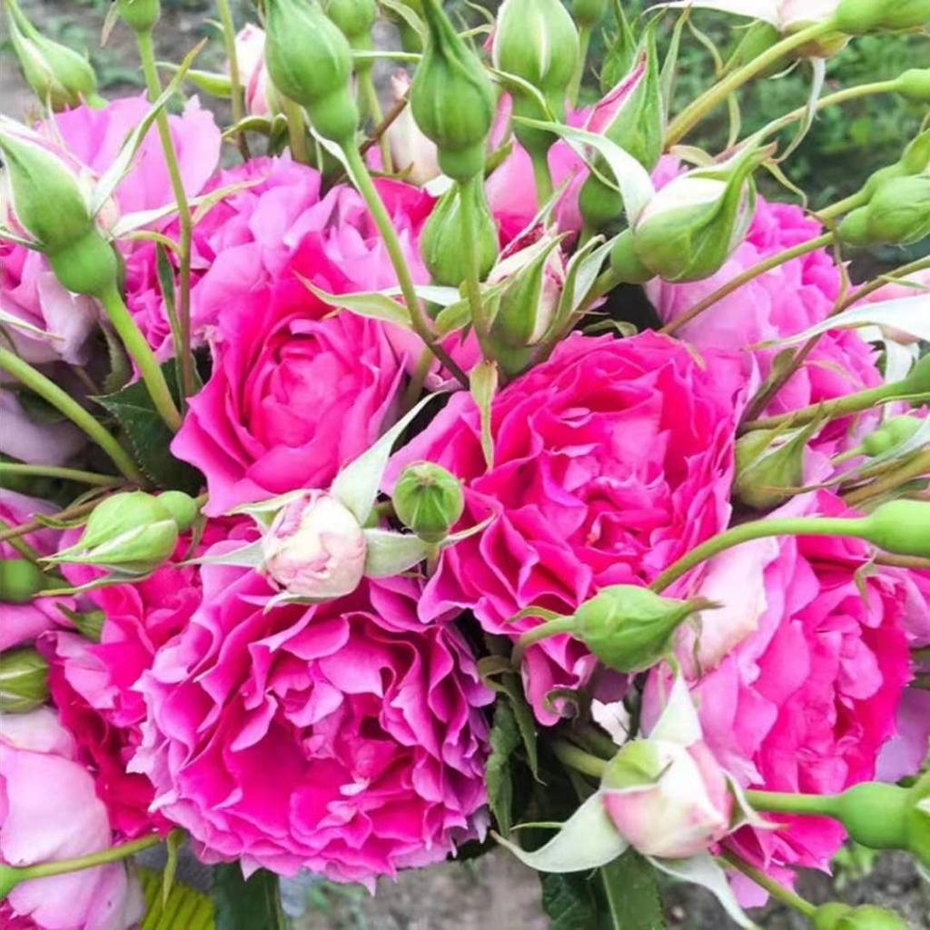 Rose seedlings, potted, multi season flowering, (Shrubs) rose heat ...