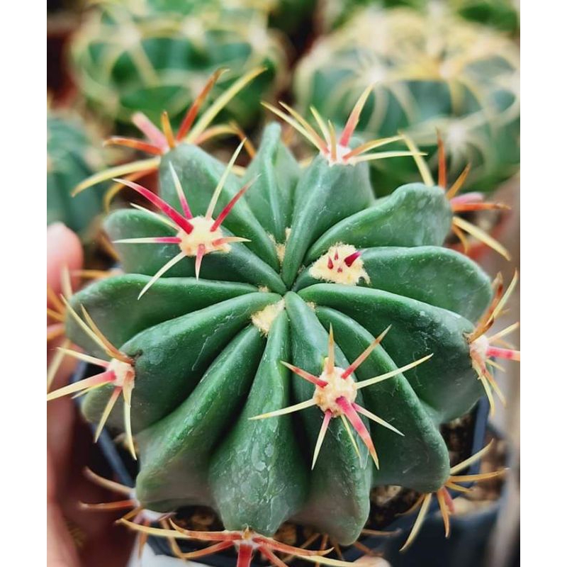 Ferocactus Recurvus (Rare and Collectible Cactus) | Shopee Philippines