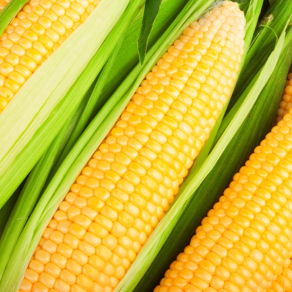 Kandy Korn Corn Seeds Rare Corn Seeds Heirloom Corn Seeds Sweet Corn ...