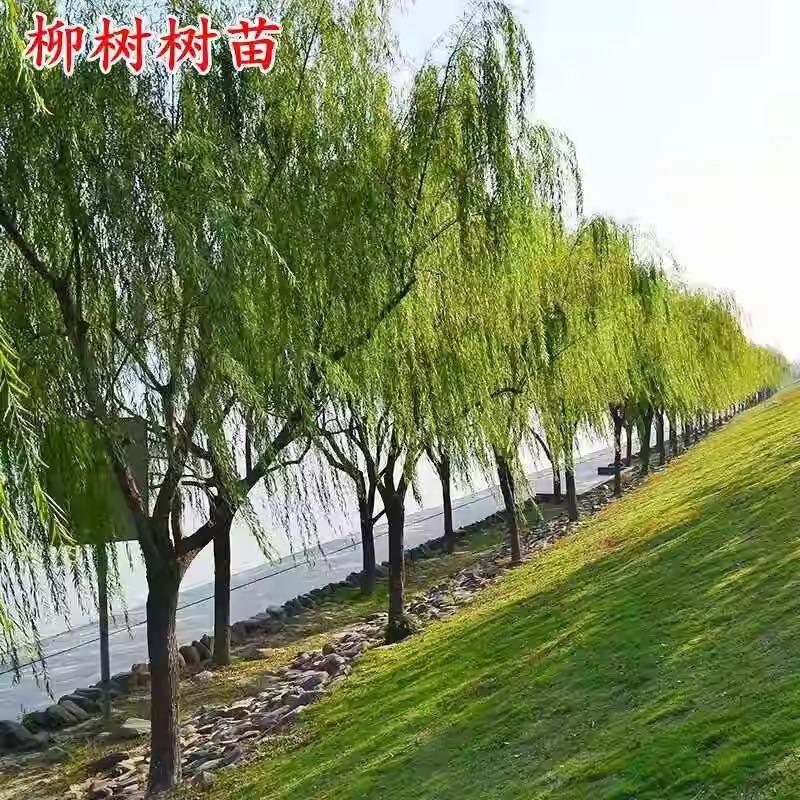 Willow saplings, green money, fast-growing willow saplings, gold willow ...