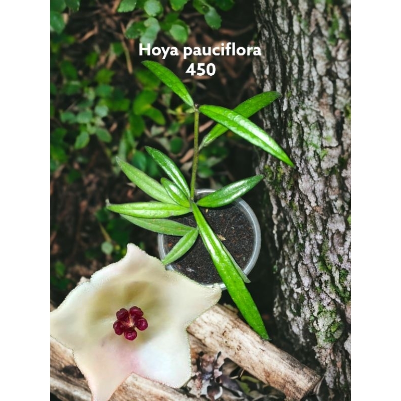 Hoya pauciflora - starter plant | Shopee Philippines