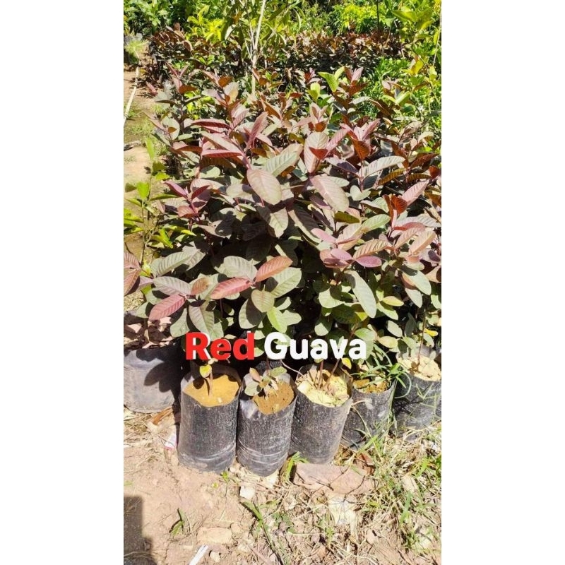 Live Plant Grafted Marcoted Red Guapple Guava Apple Guavapple Tree ...