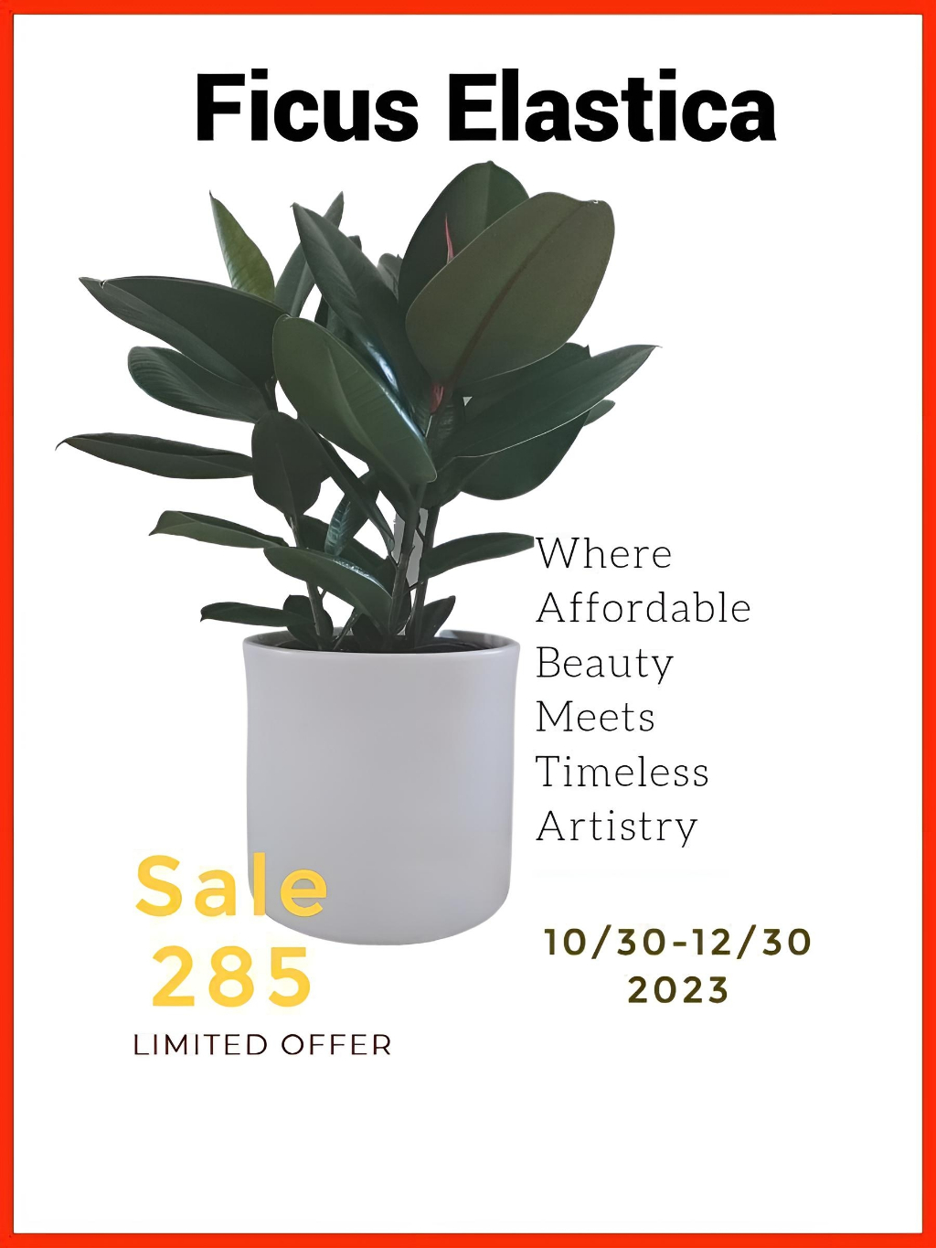 Ficus Elastica Bonsai live Plant | Shopee Philippines