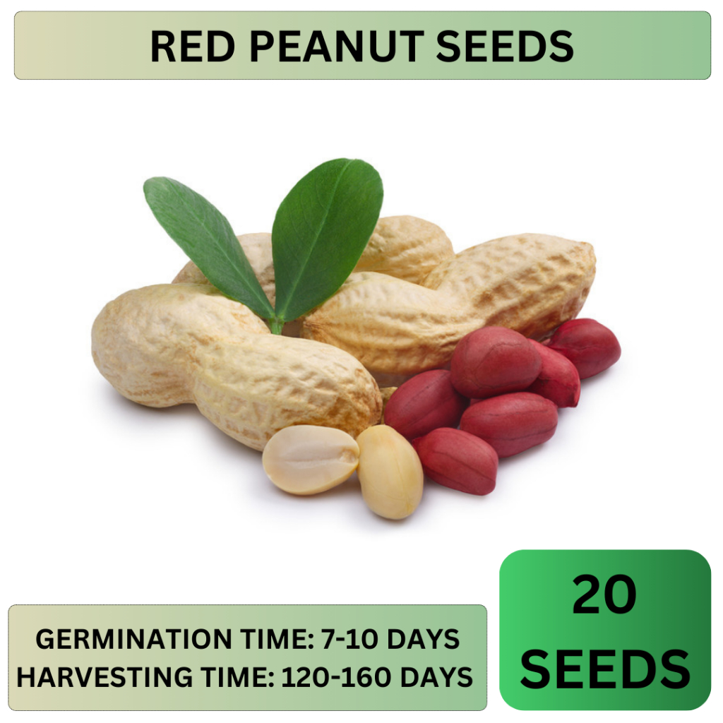 (SET 2) SULIT PACK! VEGETABLE SEEDS! (Pechay Tomato Mustasa Talong ...