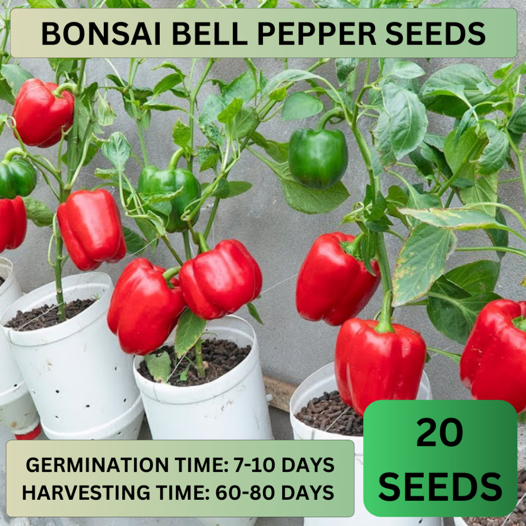VALUE PACK - HIGH QUALITY VEGETABLE SEEDS/ALL KINDS OF BRANDED SEEDS ...