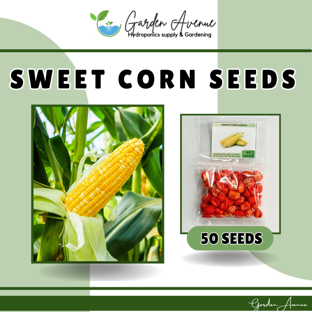 SUPER SWEET CORN SEEDS (50pcs seeds) High Yield / Easy to plant ...