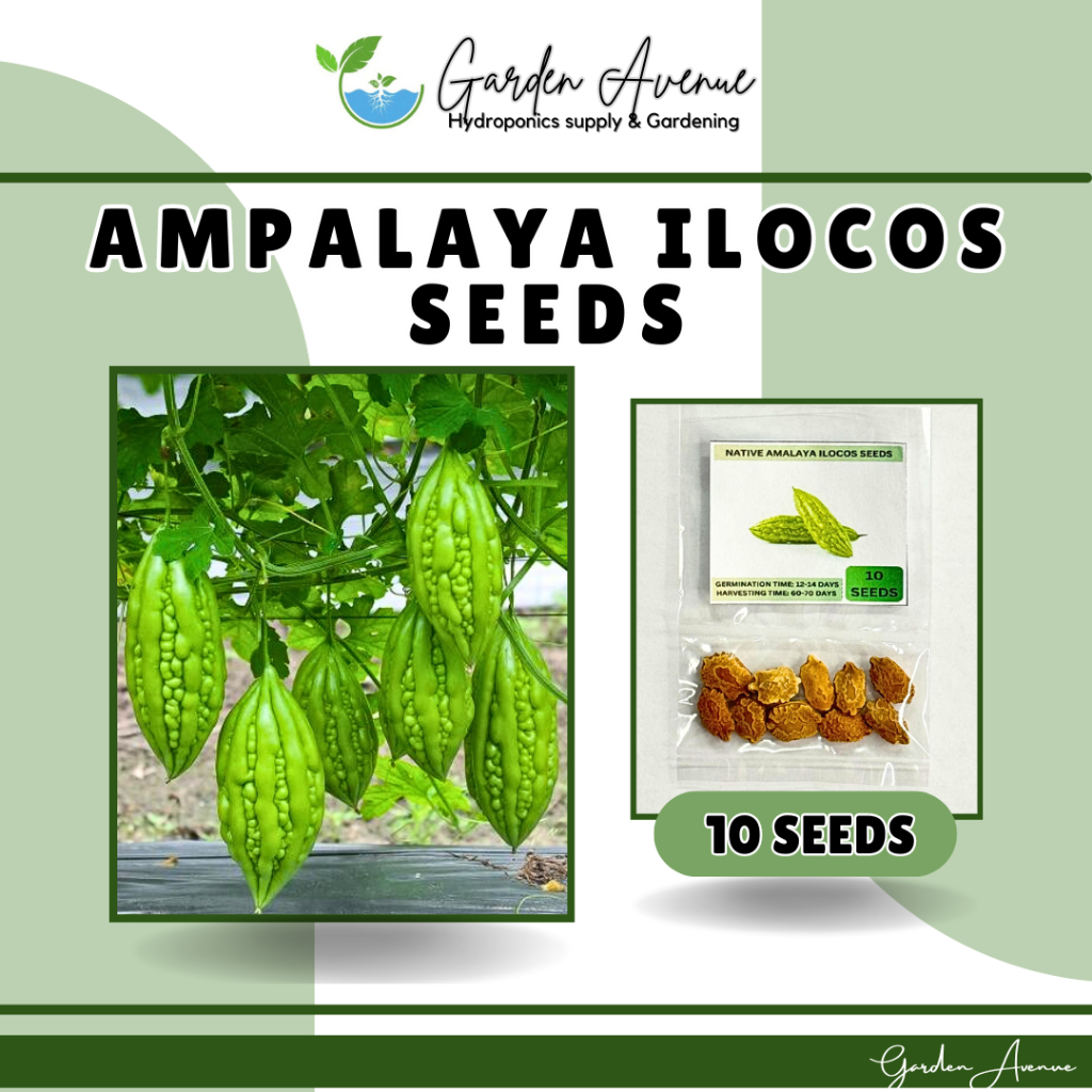 AMPALAYA ILOCOS (10pcs seeds) - NATIVE SEED/ROUND BITTERGOURD/EASY TO ...