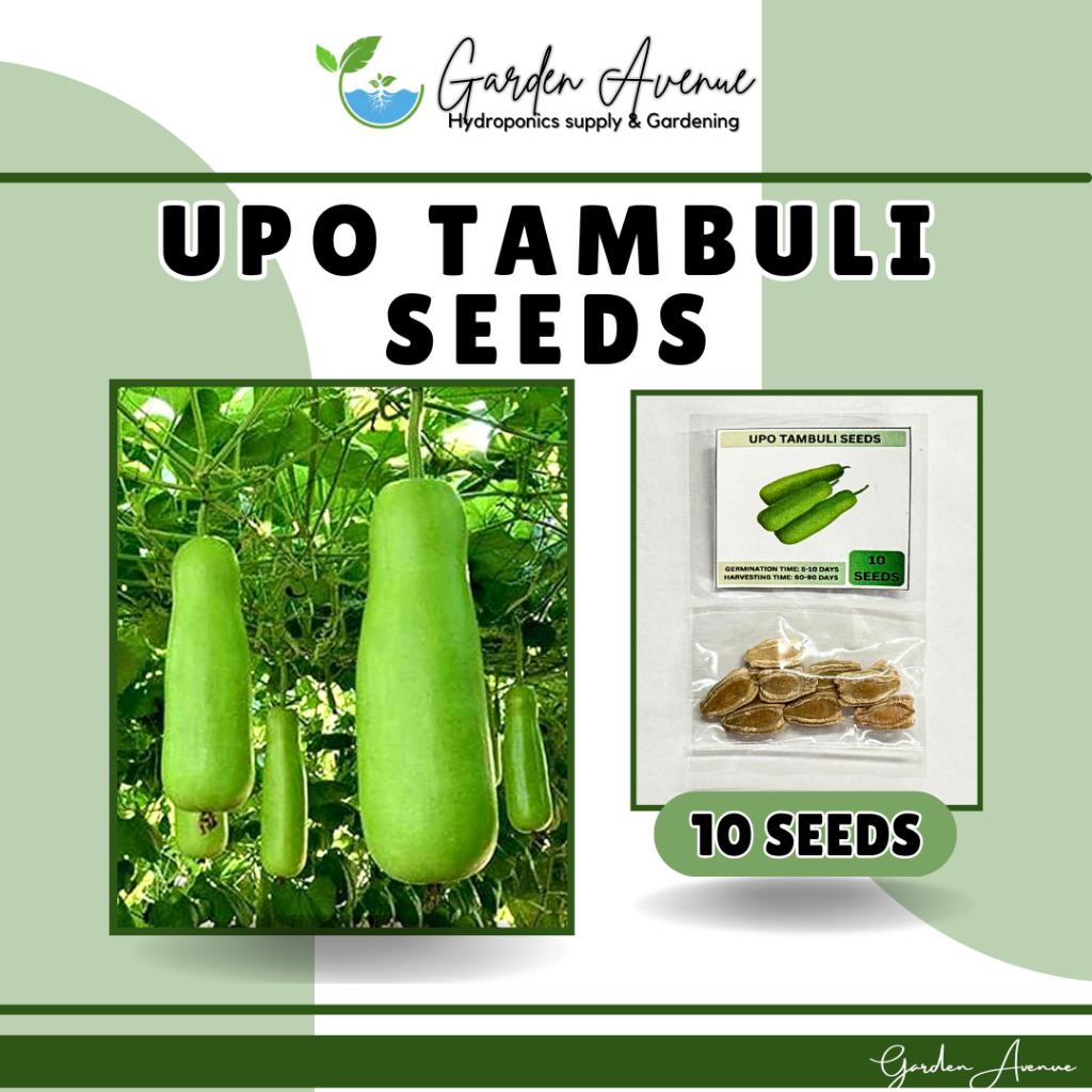 SULIT PACK! F1 UPO TAMBULI (10pcs seeds) SUPER LONG/BOTTLE GOURD/HIGH ...