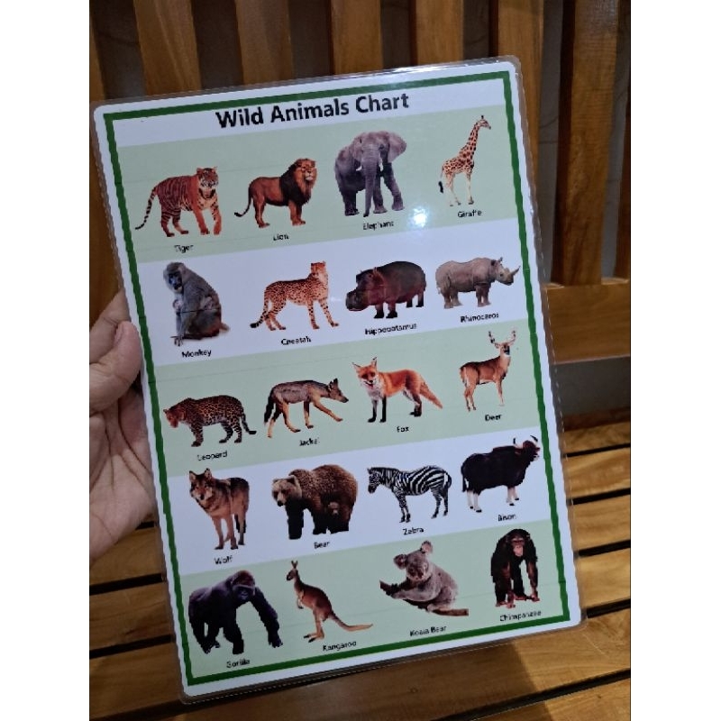 Animal Charts Laminated A4 bond paper size for kids(teacher pher ...