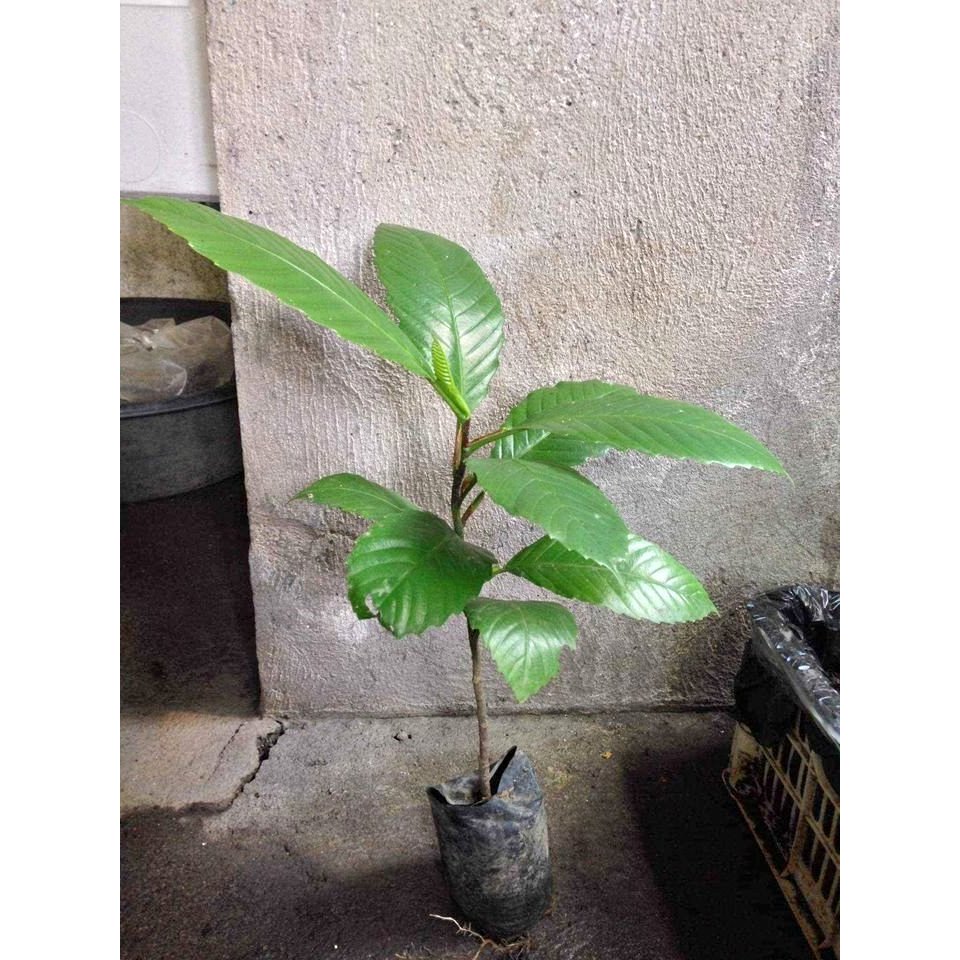 katmon seedling in agribag | Shopee Philippines