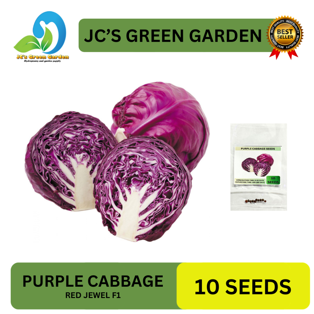 VALUE PACK (10 SEEDS) PURPLE CABBAGE SEEDS/OPV/RED JEWEL F1/HYBRID ...