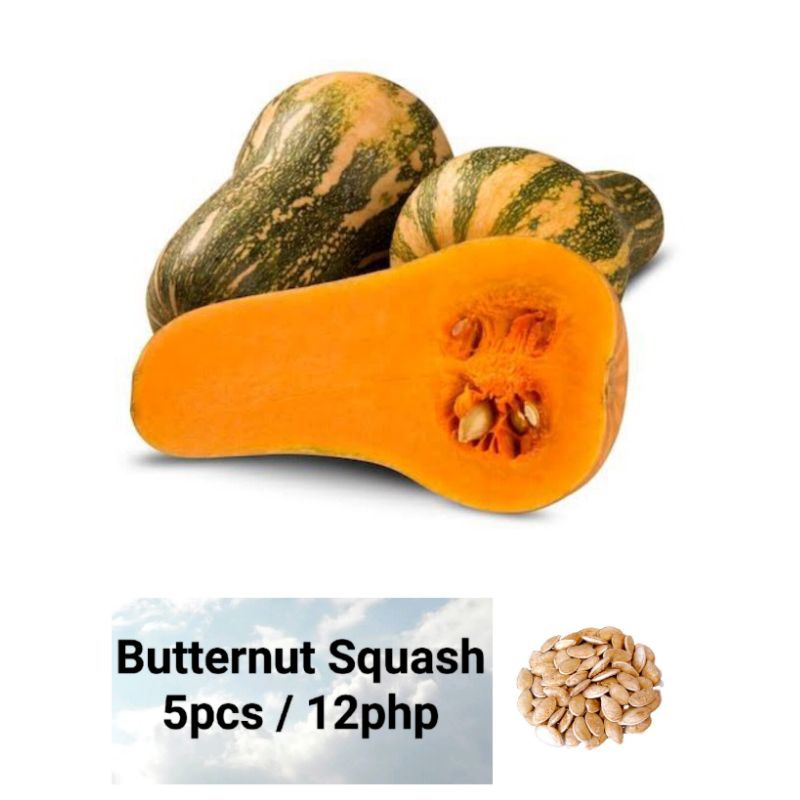 Butternut Squash Seeds (5pcs) | Shopee Philippines