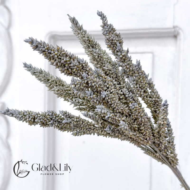 Dried Trigo Flowers (mini bundle / 6 stems) or assorted (tricolor ...