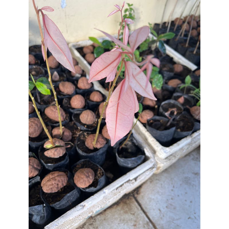 Balitbitan Cynometra ramiflora seedling bag J&T only | Shopee Philippines
