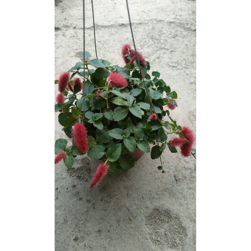 hanging collectible cats tail | Shopee Philippines