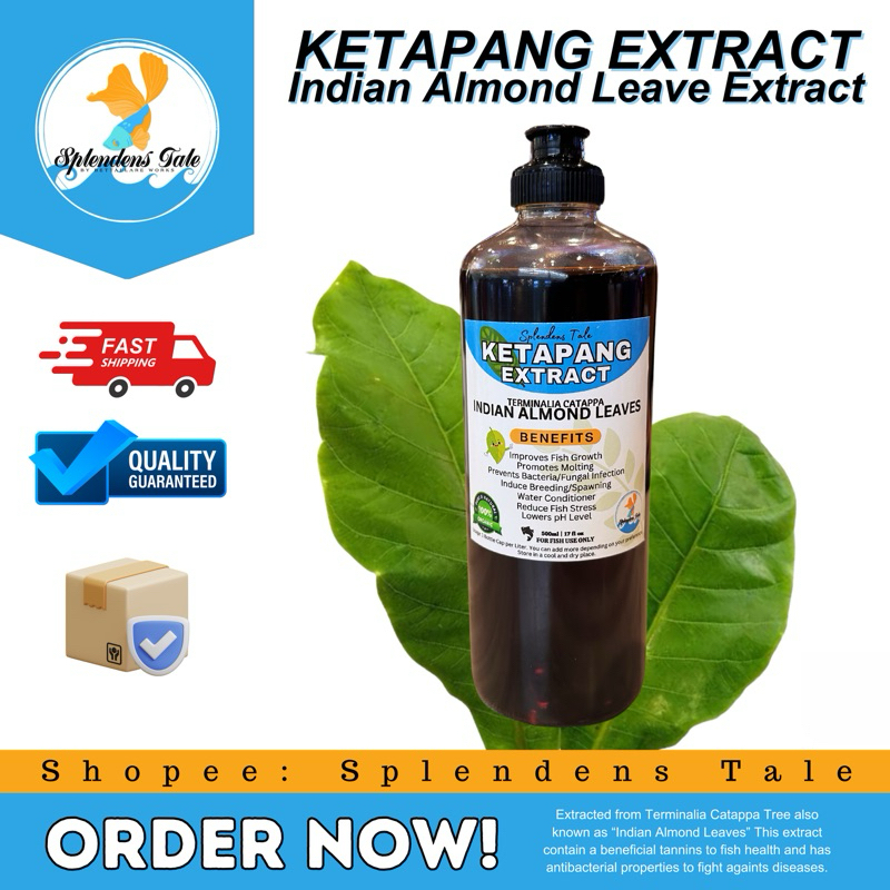 Ketapang Extract Premium Quality (500ml) Indian Almond Leaves Catappa ...