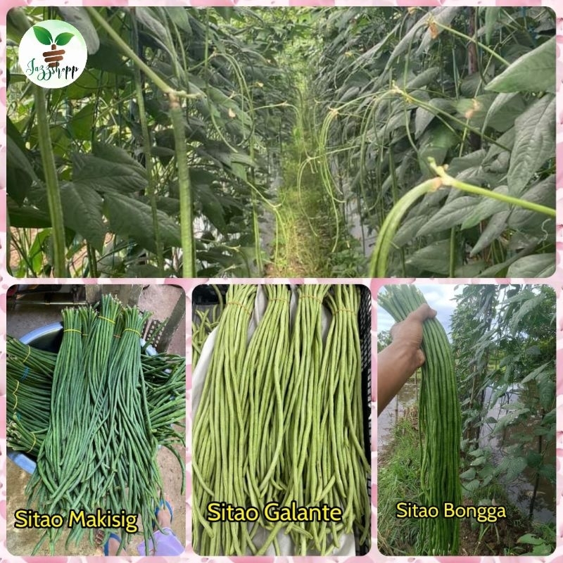 Sitao Seeds Variety Sitaw / Galante Bongga Makisig Yard long Certified seeds High Germination ...