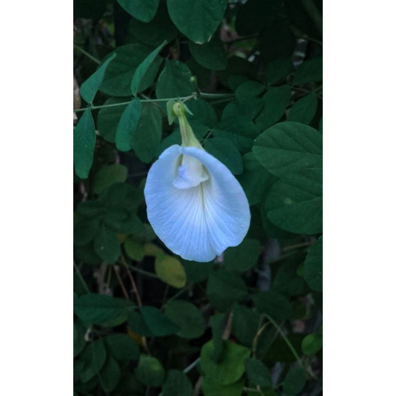 Sky Blue Ternate ( 20 seeds ) | Shopee Philippines