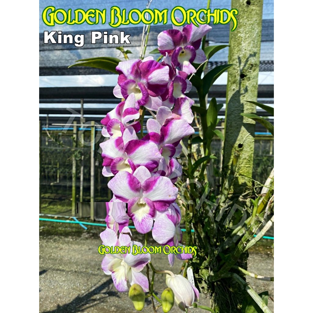 GBO Carmina: BS Dendro Special | Blooming Size | Orchids | King Dragon ...