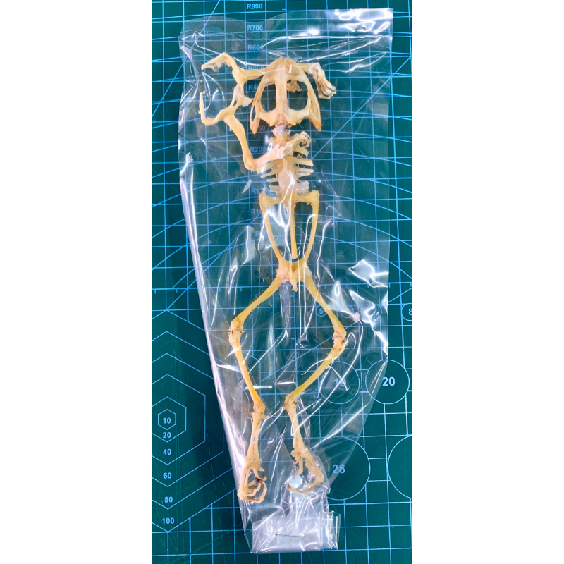 Project Skeleton frog original bone | Shopee Philippines