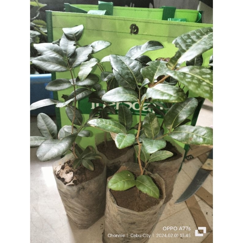 LONGGAN/SEEDLING/ROOTED | Shopee Philippines