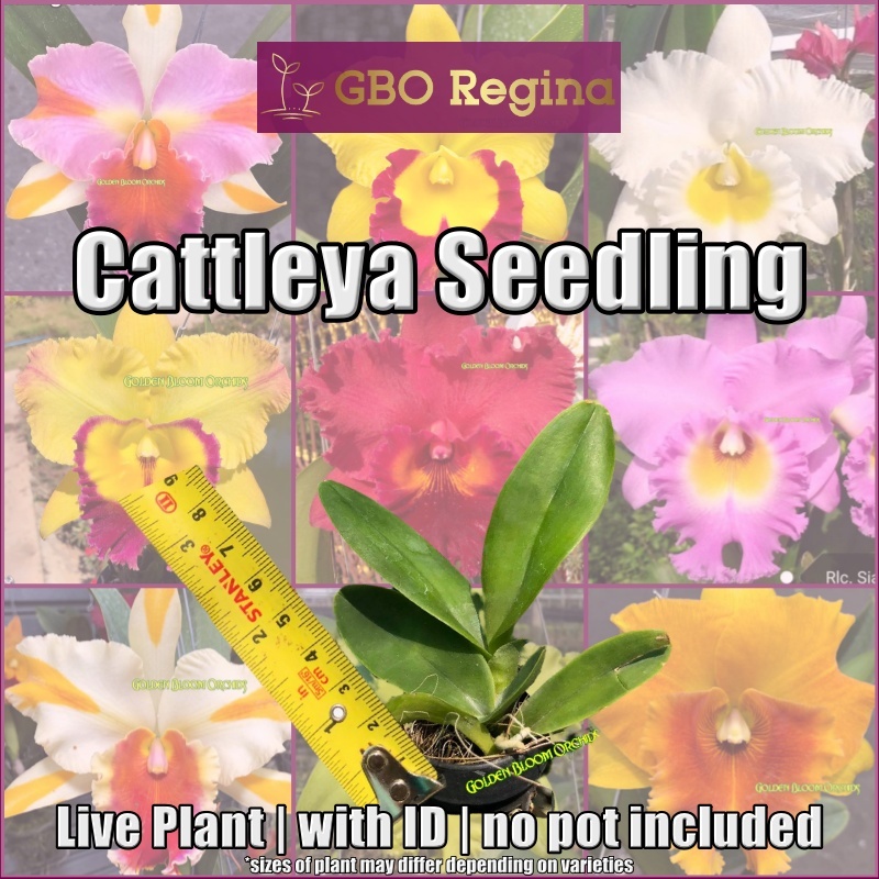 GBO Regina - Orchids: Cattleya Seedling (live plant, with ID, no pot ...