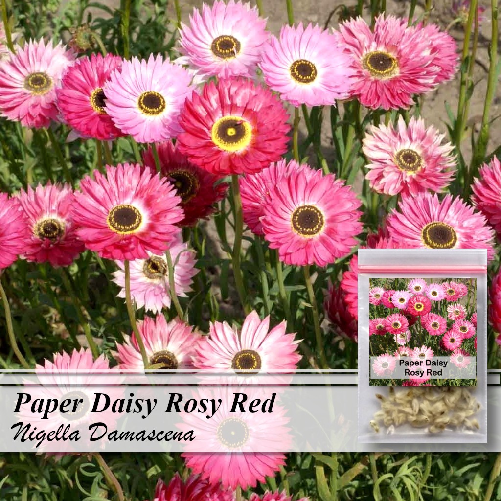 Paper Daisy Rosy Red Helipterum 30 Seeds | Shopee Philippines