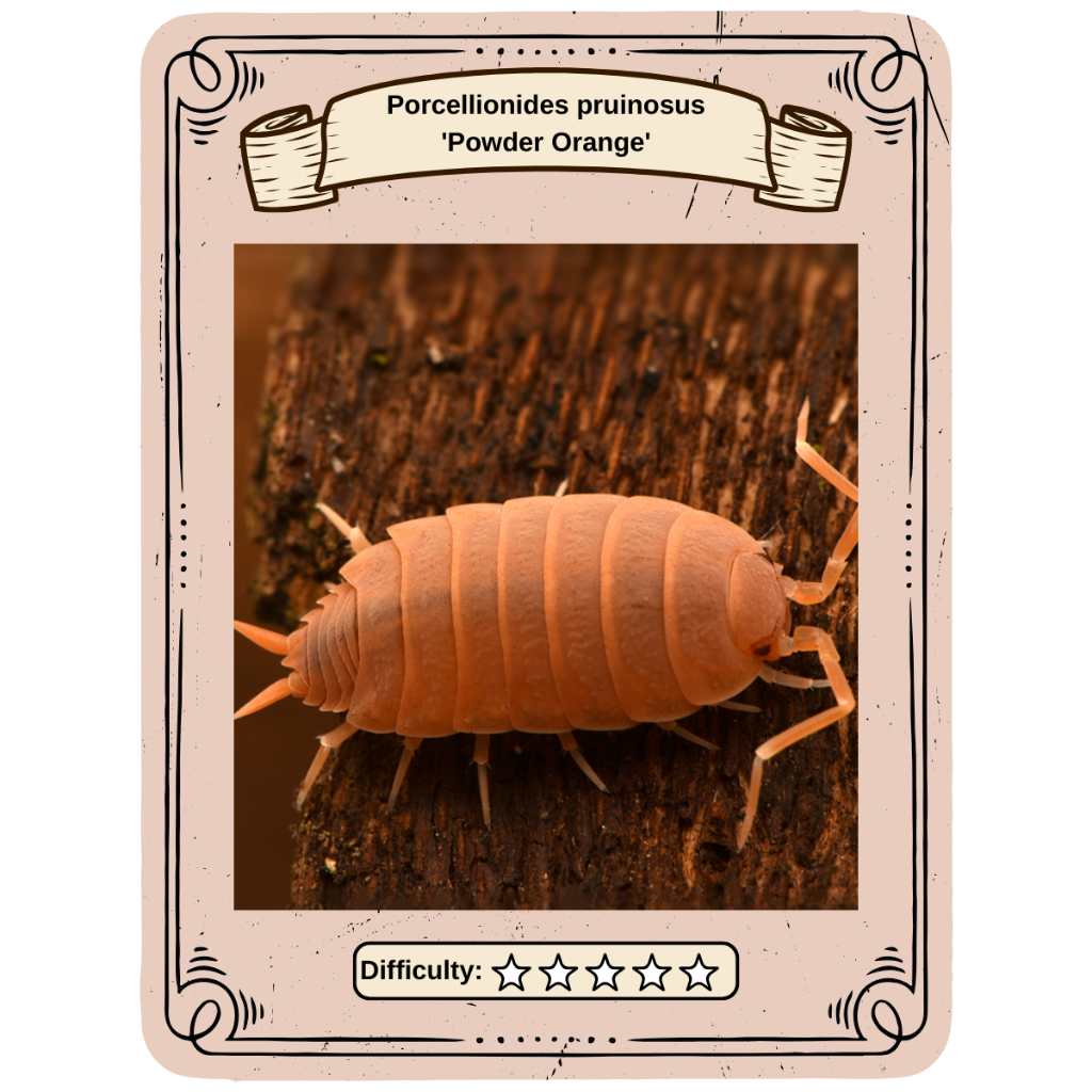 Collectible Isopod Card - Porcellionides pruinosus 'Powder Orange ...