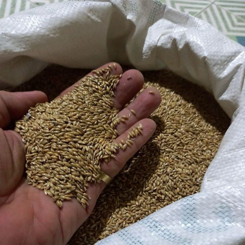 Canary Plain 1 Kilo Birdseed | Shopee Philippines