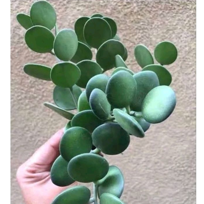 SILVER DOLLAR VINE (XEROSICYOS DANGUYI) | Shopee Philippines