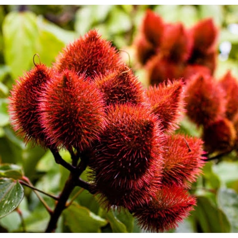 Atsuete / Annatto Seeds for planting 35 seeds/pack | Shopee Philippines