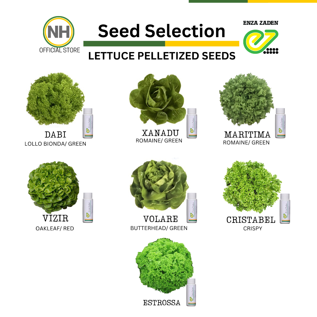 Enza Zaden Lettuce seeds | Nutrihydro | Shopee Philippines