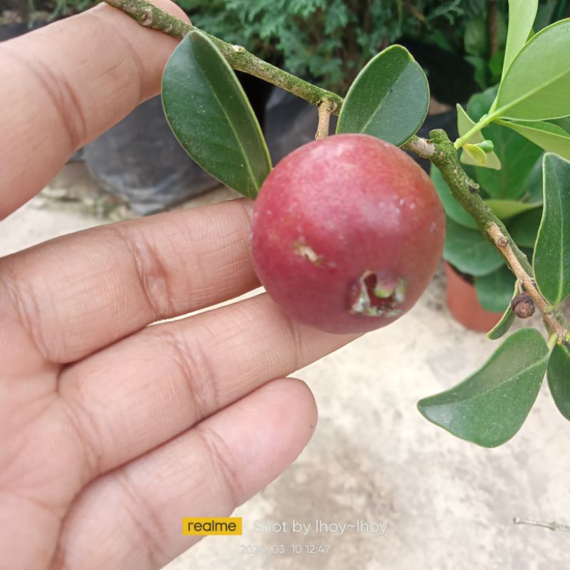 cherry guava/cattley guava/strawberry guava | Shopee Philippines