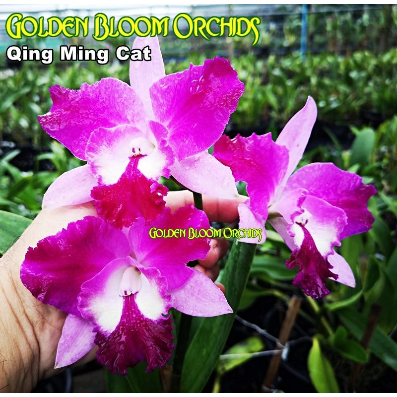 BS Cattleya PROMO | Blooming Size - No Flower | Orchids (1/2) | Shopee ...