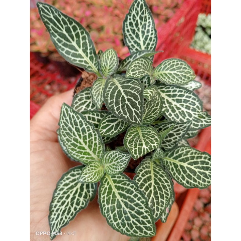 Fittonia /Nerve Plant | Shopee Philippines