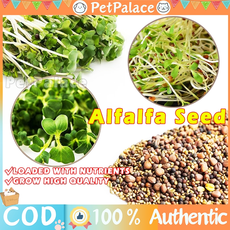 Alfalfa seeds High protein Organic sprout seed Sprouting & Microgreen ...