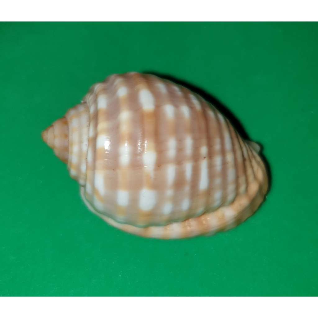 Seashell for Collection. MALEA POMUM. Uncommon Tun shell. | Shopee ...