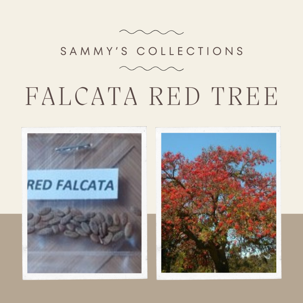 FALCATA RED TREE Seeds (8 seeds) for Planting / Gardening | Shopee ...