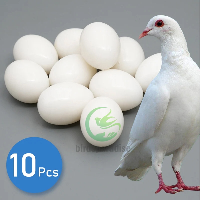10/20Pcs White Solid Plastic Fake Pigeon Egg Dummy Lifelike Fake Egg ...