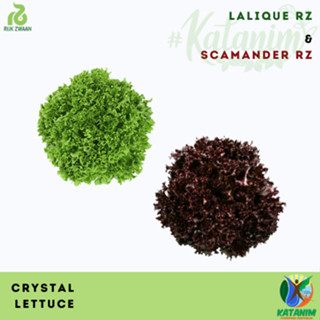 GREEN Variety Lettuce Rijk Zwaan Seeds Collection | 100 RZ Seeds ...