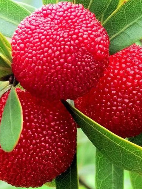 Red bayberry tree seeds for large-scale cultivation and planting ...