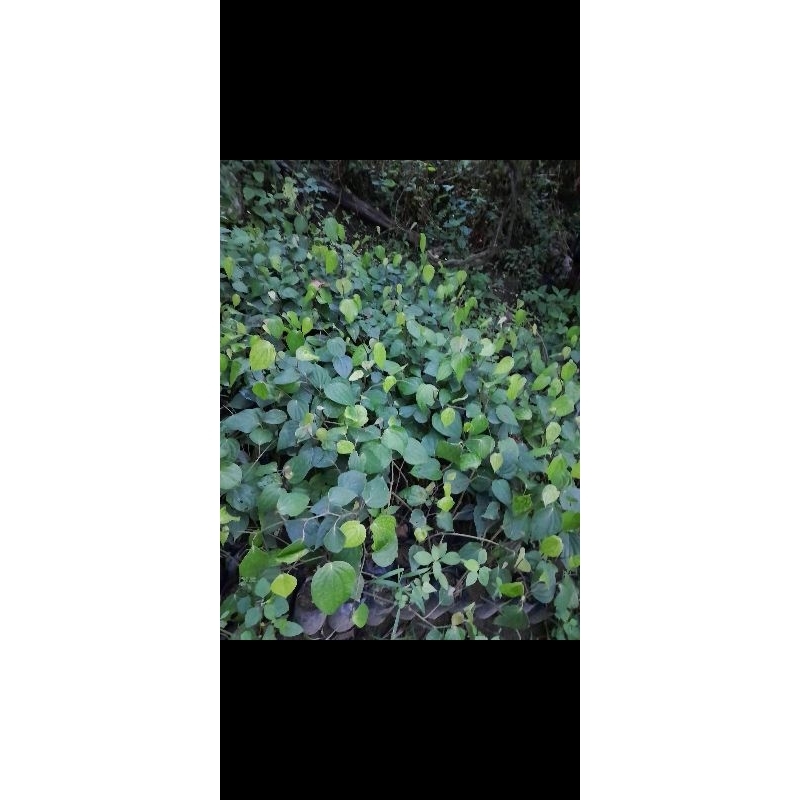 Paminta/blackpeppers | Shopee Philippines