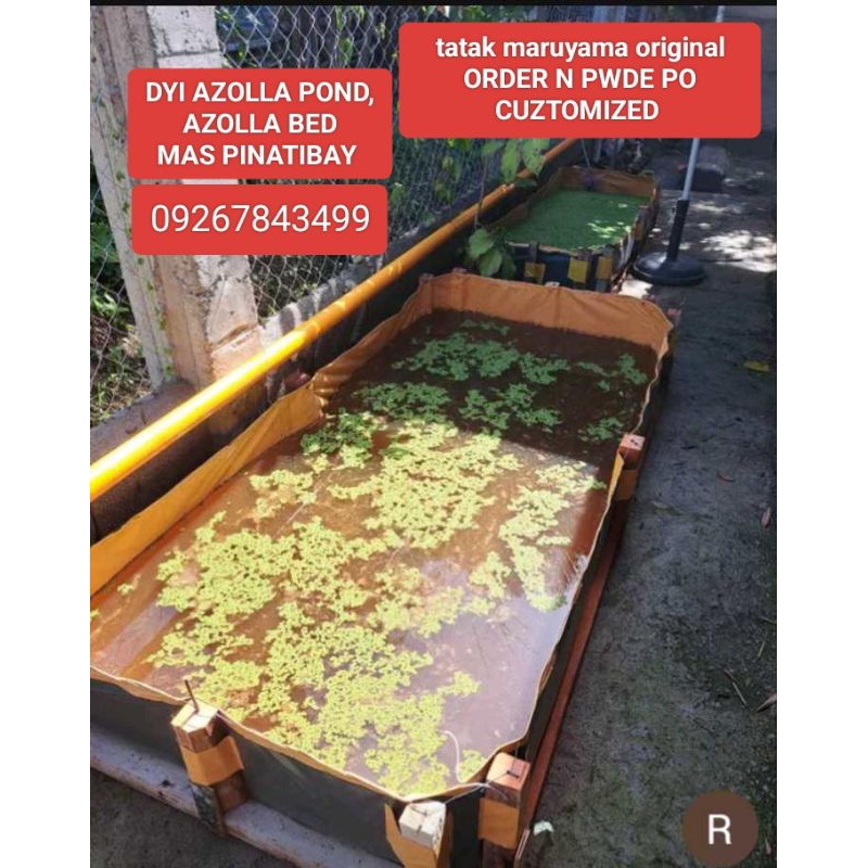 Azolla pond, fish tank PVC 3x2x1ft free Tali PANG UMPISA (temporary ...