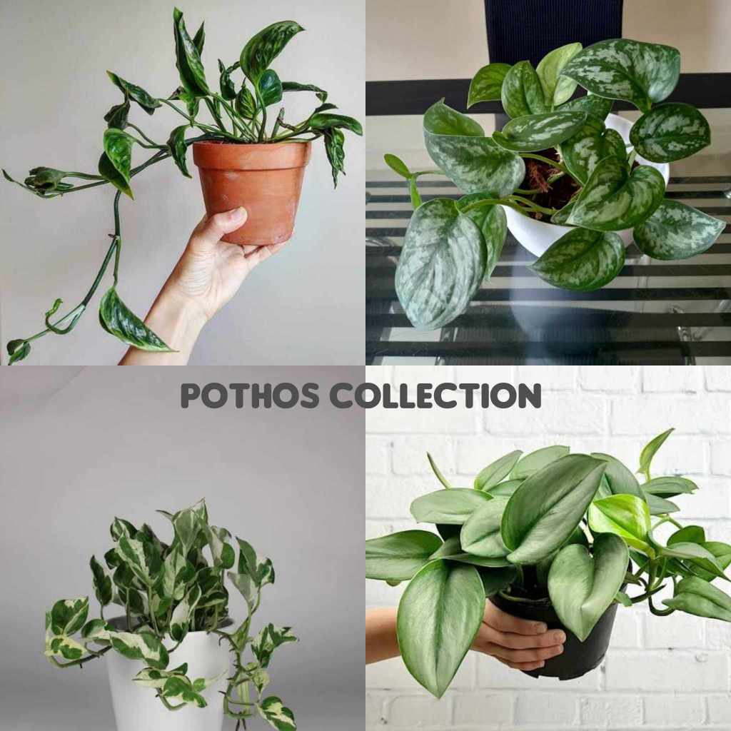 99 Pesos Pothos Collection Free garden soil and plastic pot - Live ...