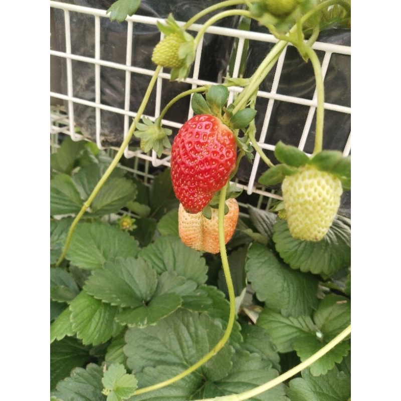 King Berry Strawberry variety (fruiting stage) | Shopee Philippines