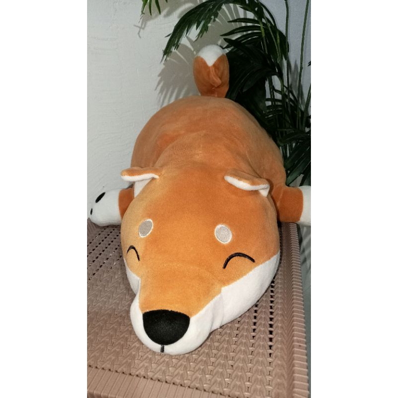 Shiba large size unan type | Shopee Philippines