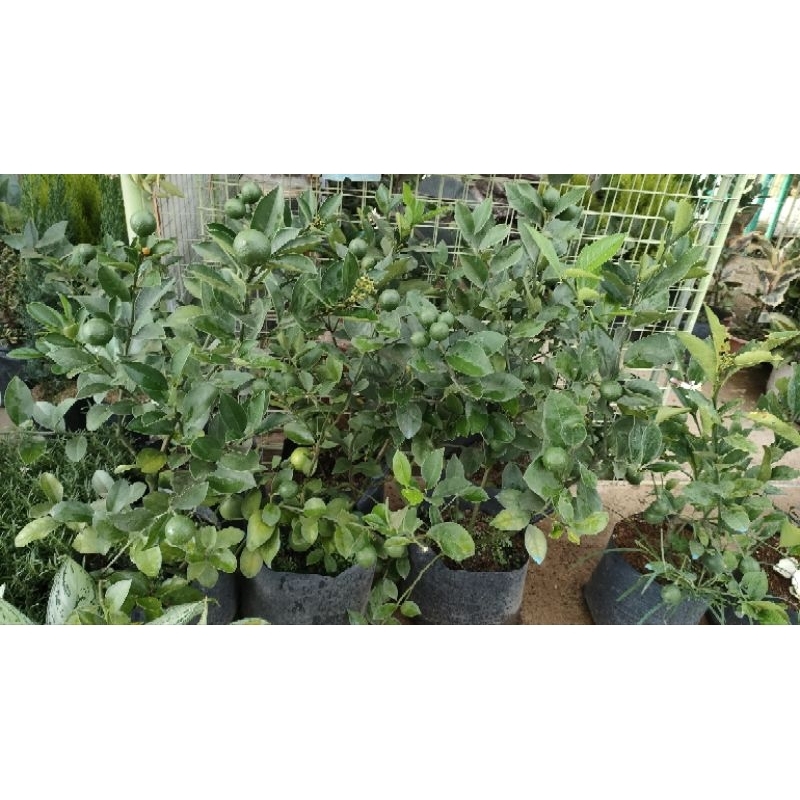 LEMON TREE MEYER(WITH FRUITS ) | Shopee Philippines