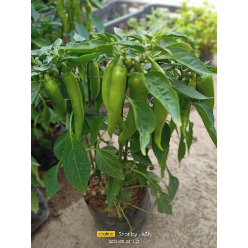 sili panigang(potted) | Shopee Philippines